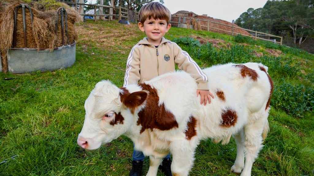 How Much Is a Mini Highland Cow? (2026 Price Guide) | The Easy Homestead