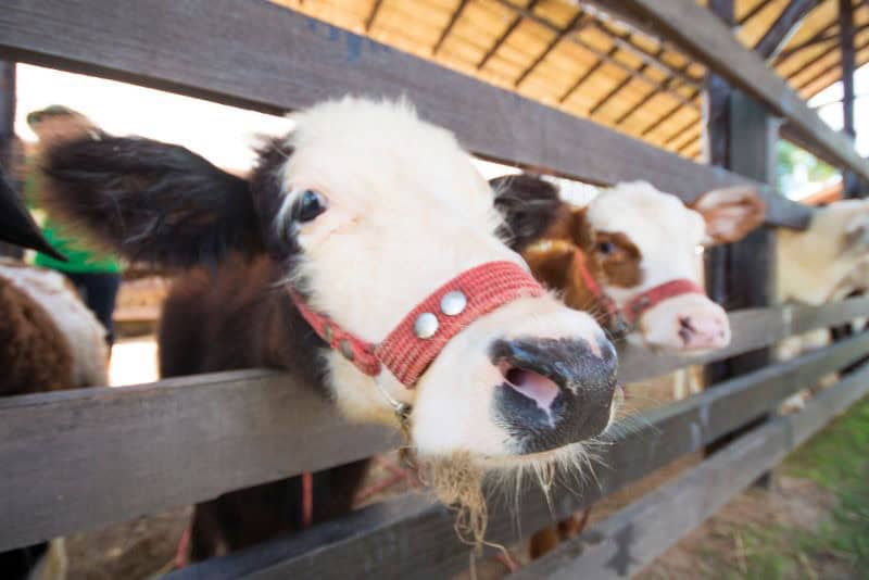 Mini Teacup Calf: My Guide to the Perfect Small Space Pet | The Easy ...